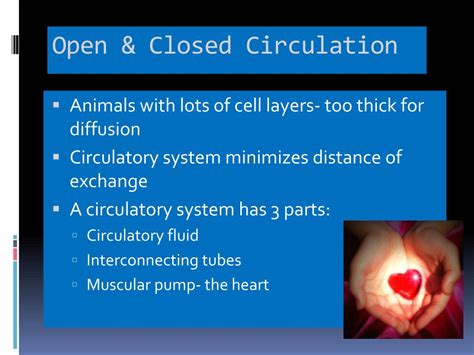 How Open Vs Closed Circulatory Systems Function