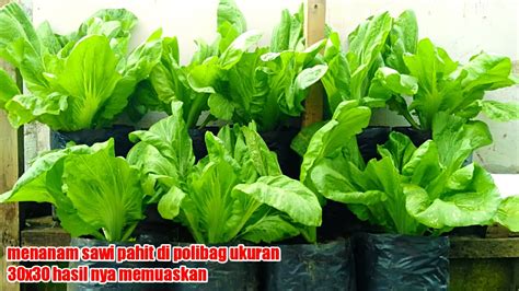 Cara Menanam Sawi Pahit Di Pekarangan Rumah Menggunakan Polybag Dari