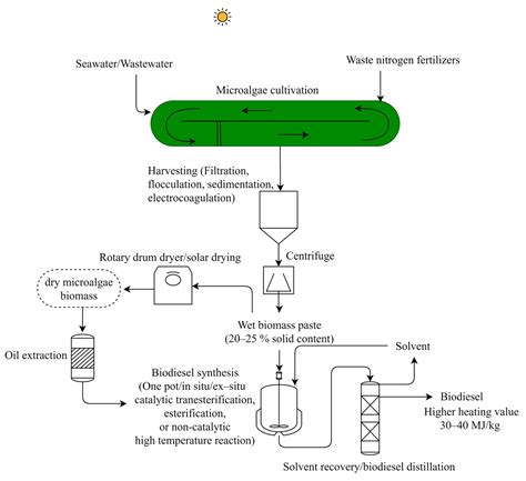 Microalgal Feedstock For Biofuel Production Recent Advances