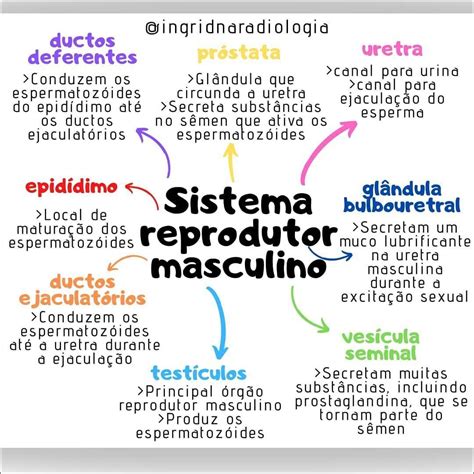 Mapa Mental Sistema Reprodutor Feminino E Masculino FDPLEARN
