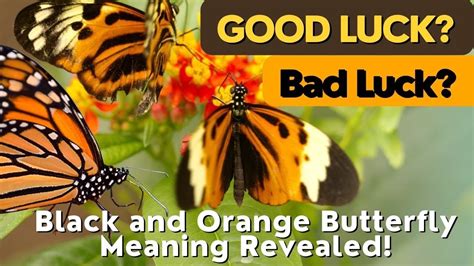 Unlocking The Mysteries Black And Orange Butterfly Meaning Revealed