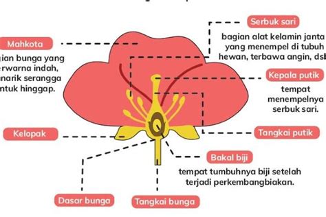 Kunci Jawaban IPAS Kurikulum Merdeka Kelas 4 Halaman 16 17 Tuliskan