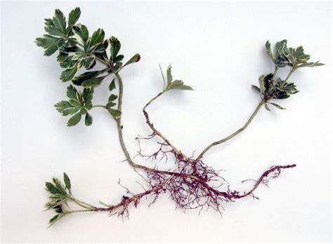 Other Geophytes Rhizomes