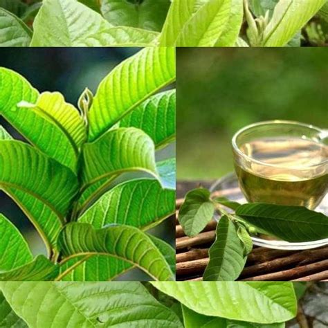 Jual Daun Jambu Biji Segar Hijau 100 Gram Fresh Hijau Organik Tanpa