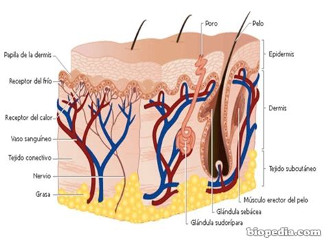 Sistema Tegumentario La Piel BIOPEDIA