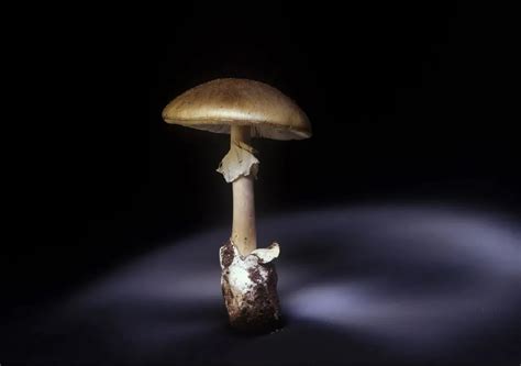 El hongo de la muerte se expande rápidamente desde Europa a varios