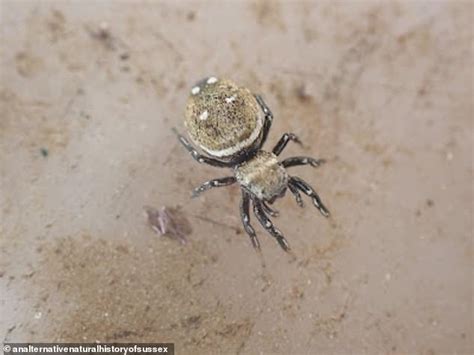 New Spider Is Discovered On Brighton Beach And Experts Warn It S