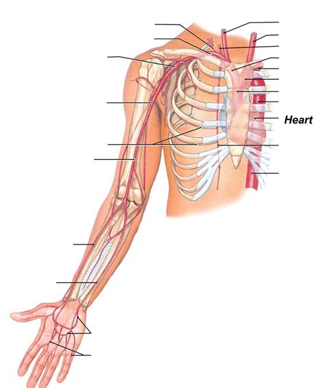 Ch Arteries Of Chest And Arm Diagram Quizlet
