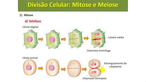 divisão celular Mitose e Meiose YouTube