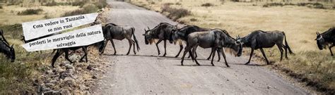 Cosa Vedere In Tanzania Ecco La Risposta Sto Gran Tour