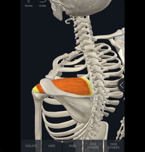 Upper Extremity Of Upper Extremity Flashcards Quizlet