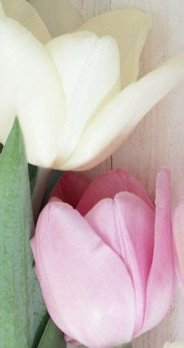 Pin De Maria Isabel Martinez Lopez Em Flores Tulipanes Tulipas Flores