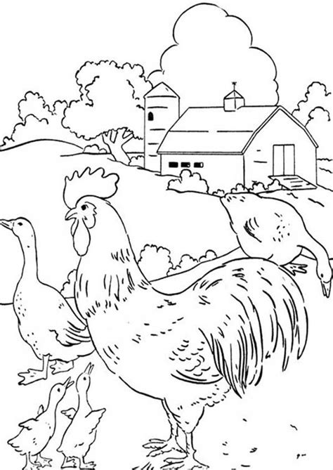 150 Desenhos De Galinhas Para Imprimir E Colorir Pintar