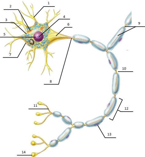 Multipolar Neuron Diagram Quizlet