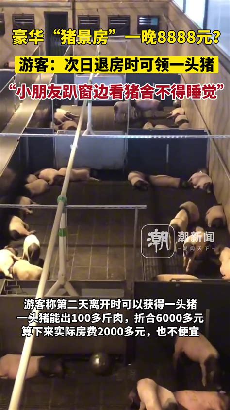“猪景房”8888元一晚，第二天离开时可以获得一头猪 直播吧