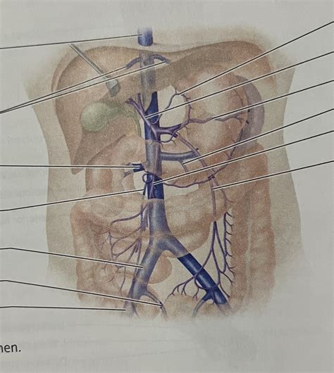 Veins Of The Abdomen Diagram Quizlet