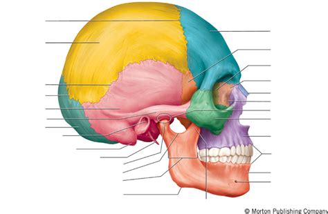 Lateral View Of The Skull Diagram Quizlet