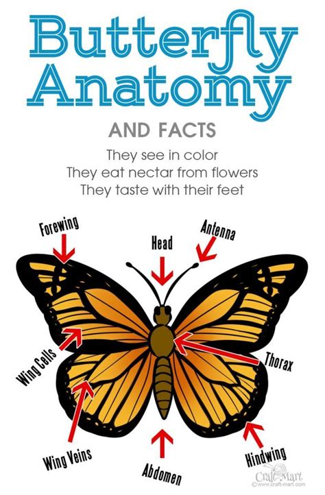 How To Draw A Butterfly Step By Step Easy And Fast Butterfly Facts