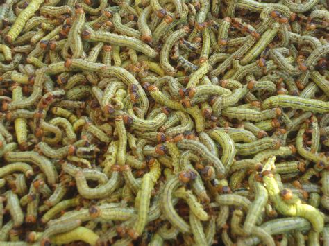 LIrrégularité des saisons menace de disparition les insectes comestibles