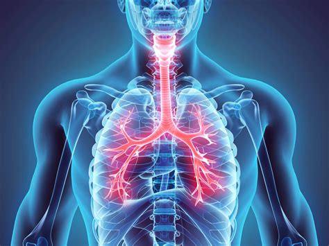 45 Facts About The Respiratory System OhMyFacts