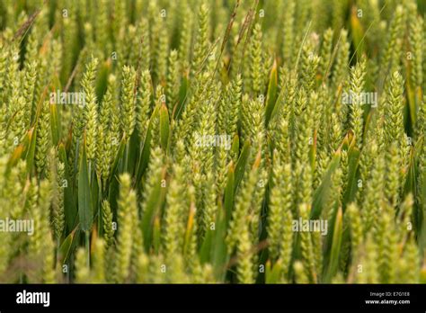 Barley Growing