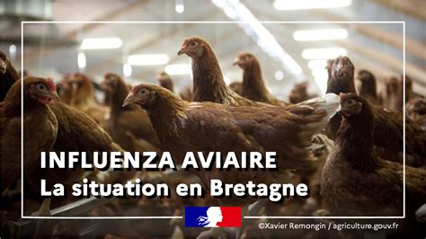 Influenza aviaire abaissement du niveau de risque élevé au niveau