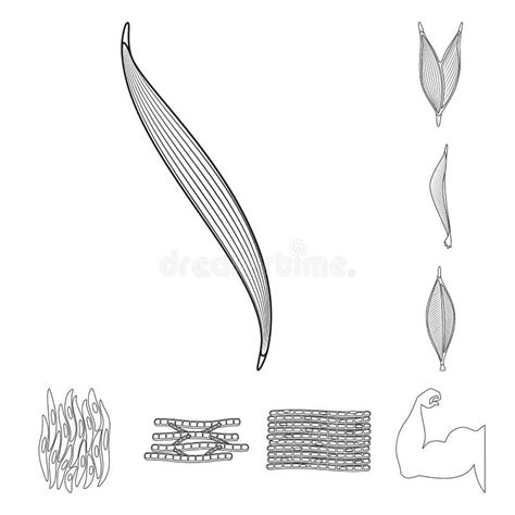 Dise O Del Vector De Fibra Y De Muestra Muscular Fije Del Ejemplo Del