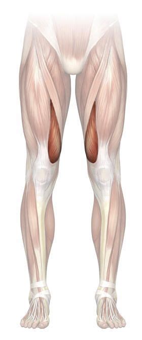 Patellofemoral Pain Vastus Medialis Obliquus VMO Human Muscle