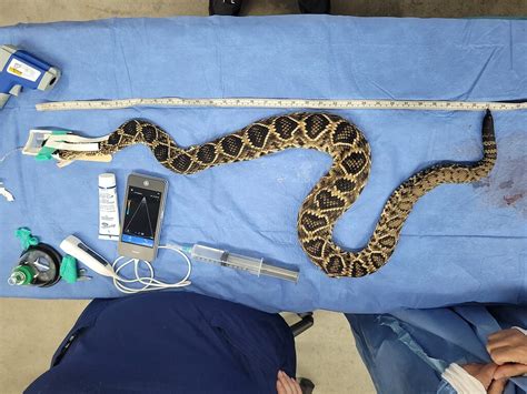 Getting The Length Of An Eastern Diamondback Rattlesnake Image