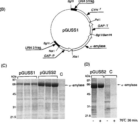 Figure 1 From High Level Production Of Thermostable Alpha Amylase From