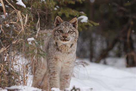 Small Cat Spotlight Canada Lynx Panthera
