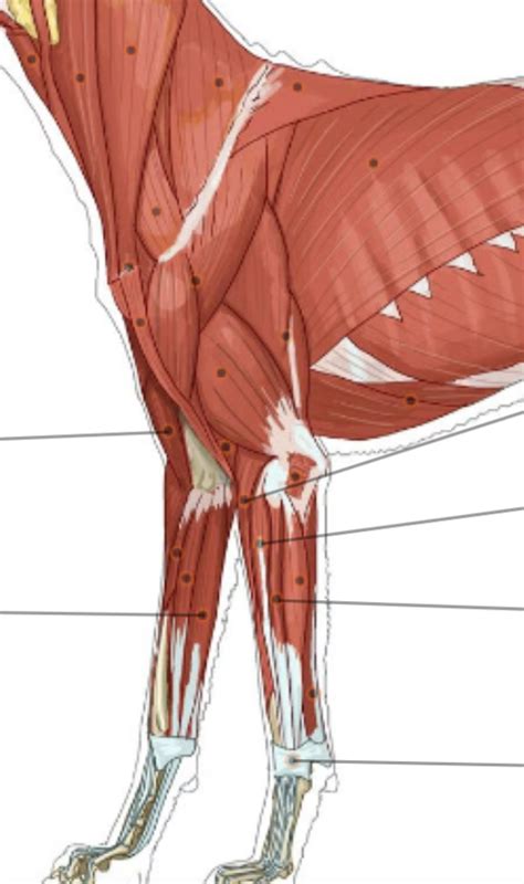 VT 117 Thoracic Limb Muscles Diagram Quizlet
