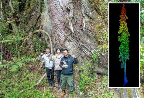 Tree As Tall As Statue Of Liberty Discovered In World S Deepest Canyon
