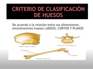 Huesos PPT