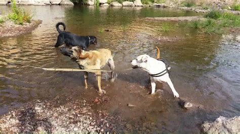 L Amour Des Chiens Hd Youtube
