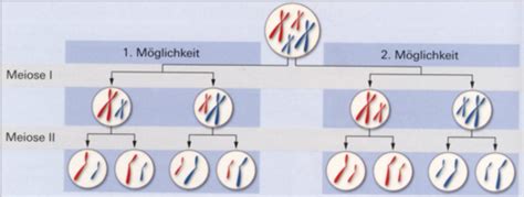 Bio Buch Genetik PAS 23 24 Karteikarten Quizlet