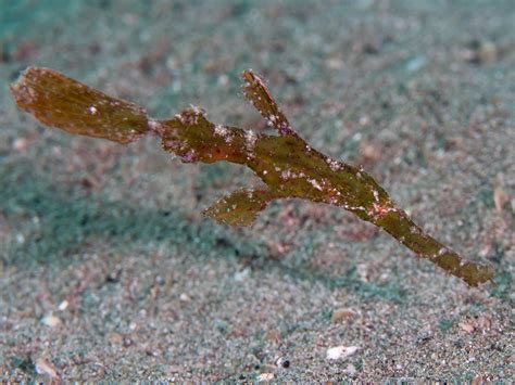 Robust Ghost Pipefish Solenostomus Cyanopterus Fishb Flickr