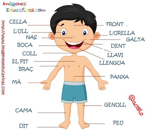 Partes Del Cuerpo En Espanol