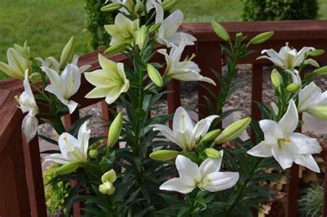 Comment Cultiver Des Lys En Pot Promesse De Fleurs
