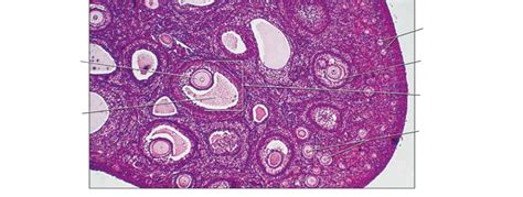 Ovary With Ovarian Follicles Diagram Quizlet