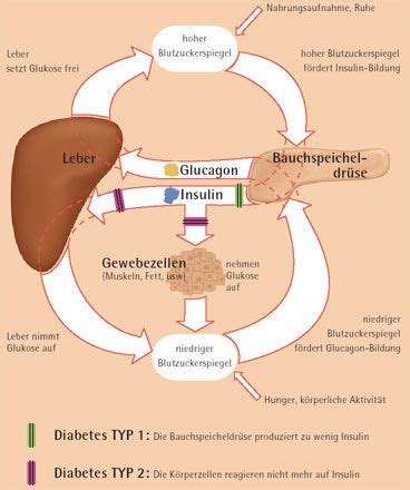 Blutzucker Das Wechselspiel Zwischen Insulin Und Glucagon Anatomie