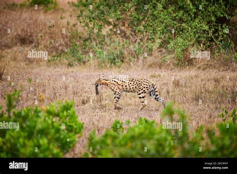Serval Mit Maus Als Beute Im Maul Leptailurus Serval Serengeti