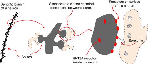 Rapid Brain Transformation Neurological Insights Into Psychedelic