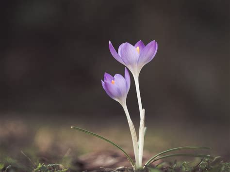 Purple Petaled Flower HD Wallpaper Wallpaper Flare