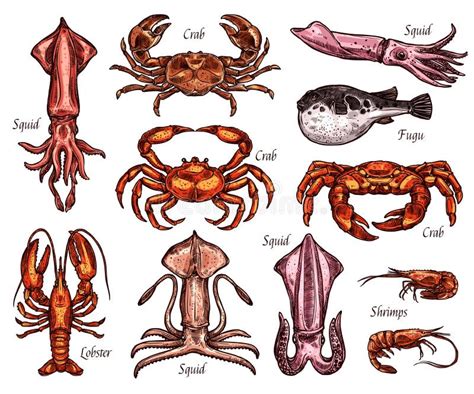 Kräftdjurs Uppsättning För Skaldjur För Illustration För Hummer Och För