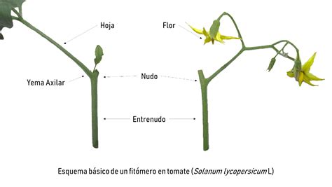 Floración e Inducción Floral El blog de Fagro Artículos y noticias