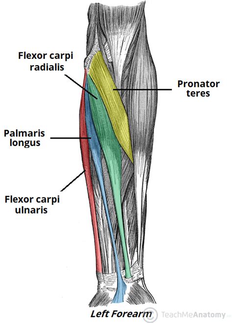 Diagram Of The Muscles In The Forearm The Upper Limb Muscles Some