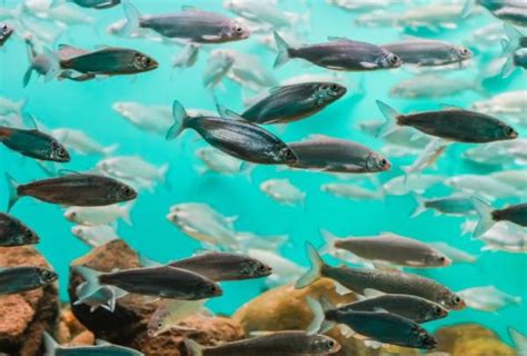 CARACTERÍSTICAS De Los PECES