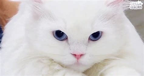 WiffleGif Has The Awesome Gifs On The Internets Cream Heroes Kitten