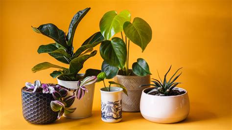 Esta Son Las Plantas Que Debes Colocar En Tu Negocio Si Deseas Atraer